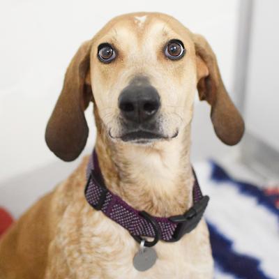 Shelters get creative to showcase adoptable pets | Best Friends Animal ...